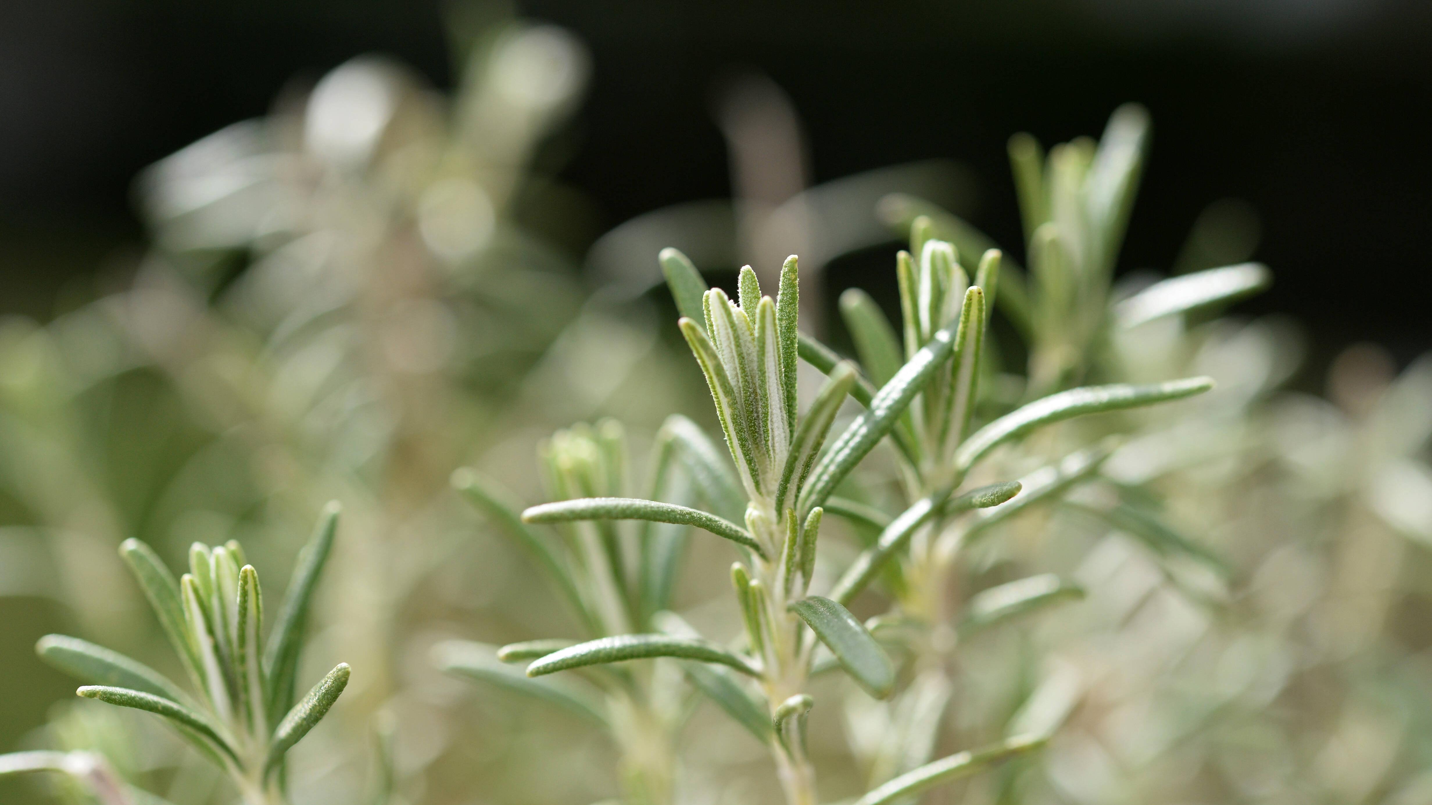 Gewürze mit R: 7 Beispiele mit Erklärungen und Tipps zur Verwendung ...