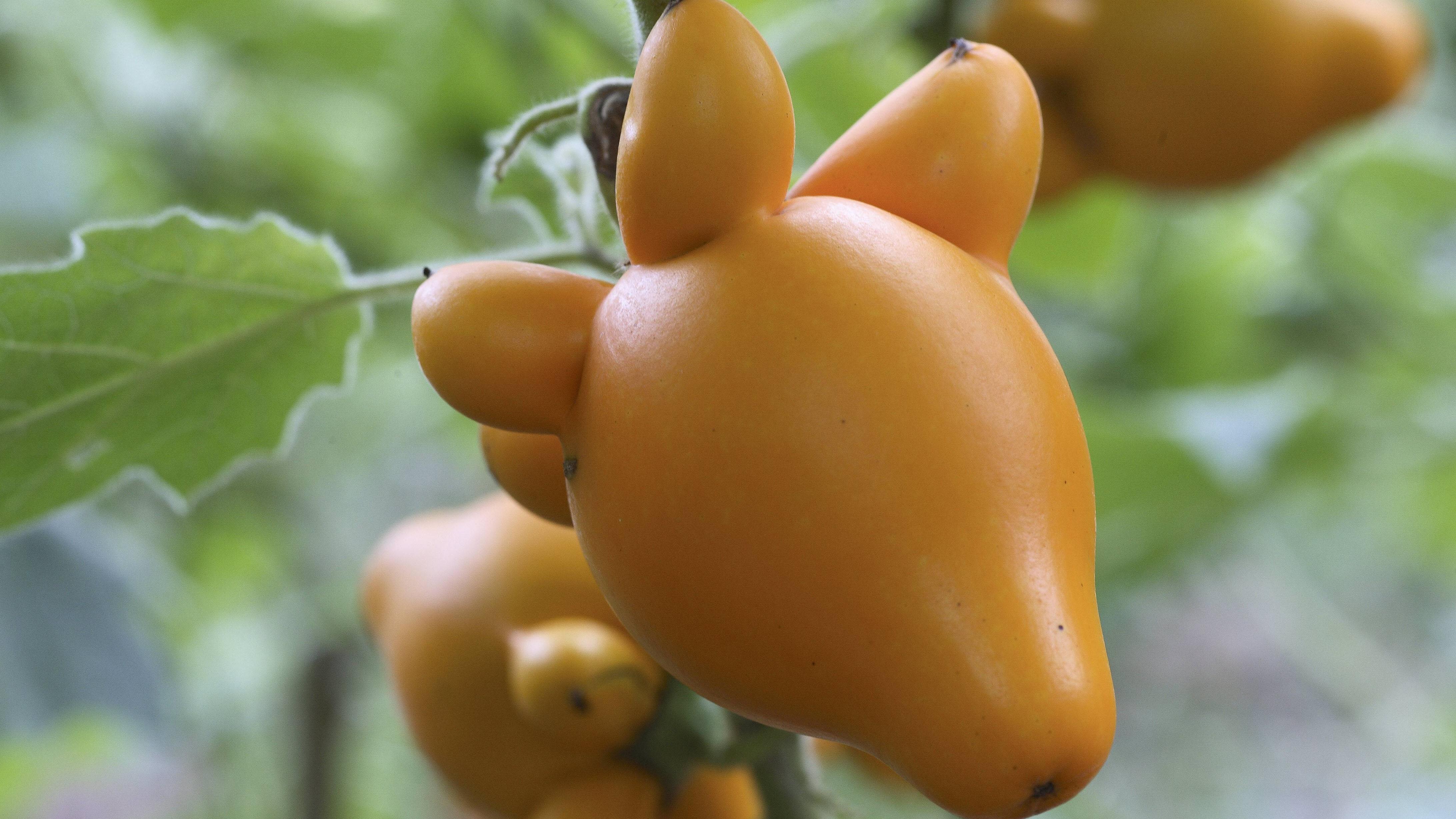 Besonders skurrile Pflanzen: Ein Überblick | FOCUS.de