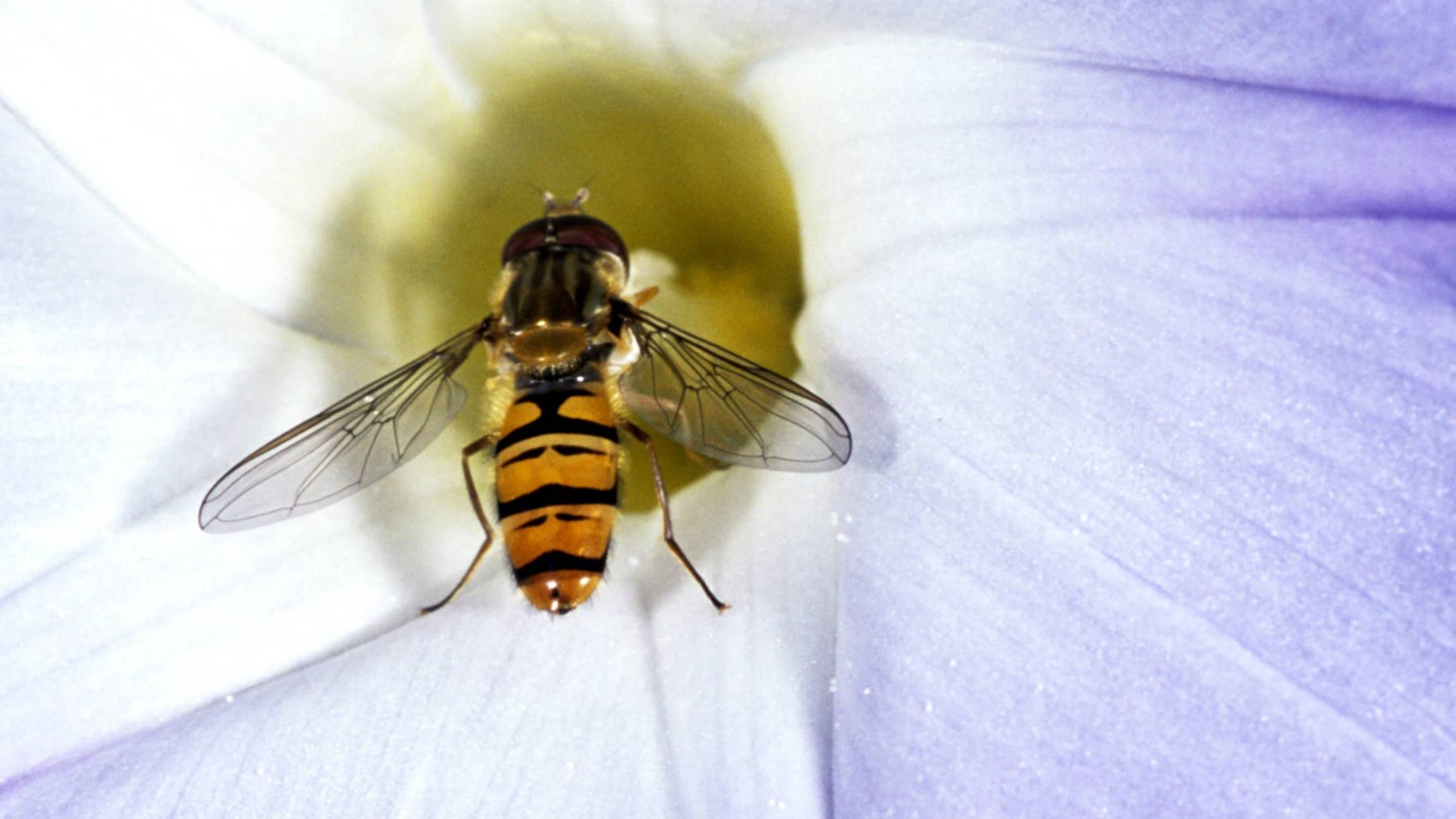 Wespe erkennen: Diese Merkmale machen das Insekt aus | FOCUS.de