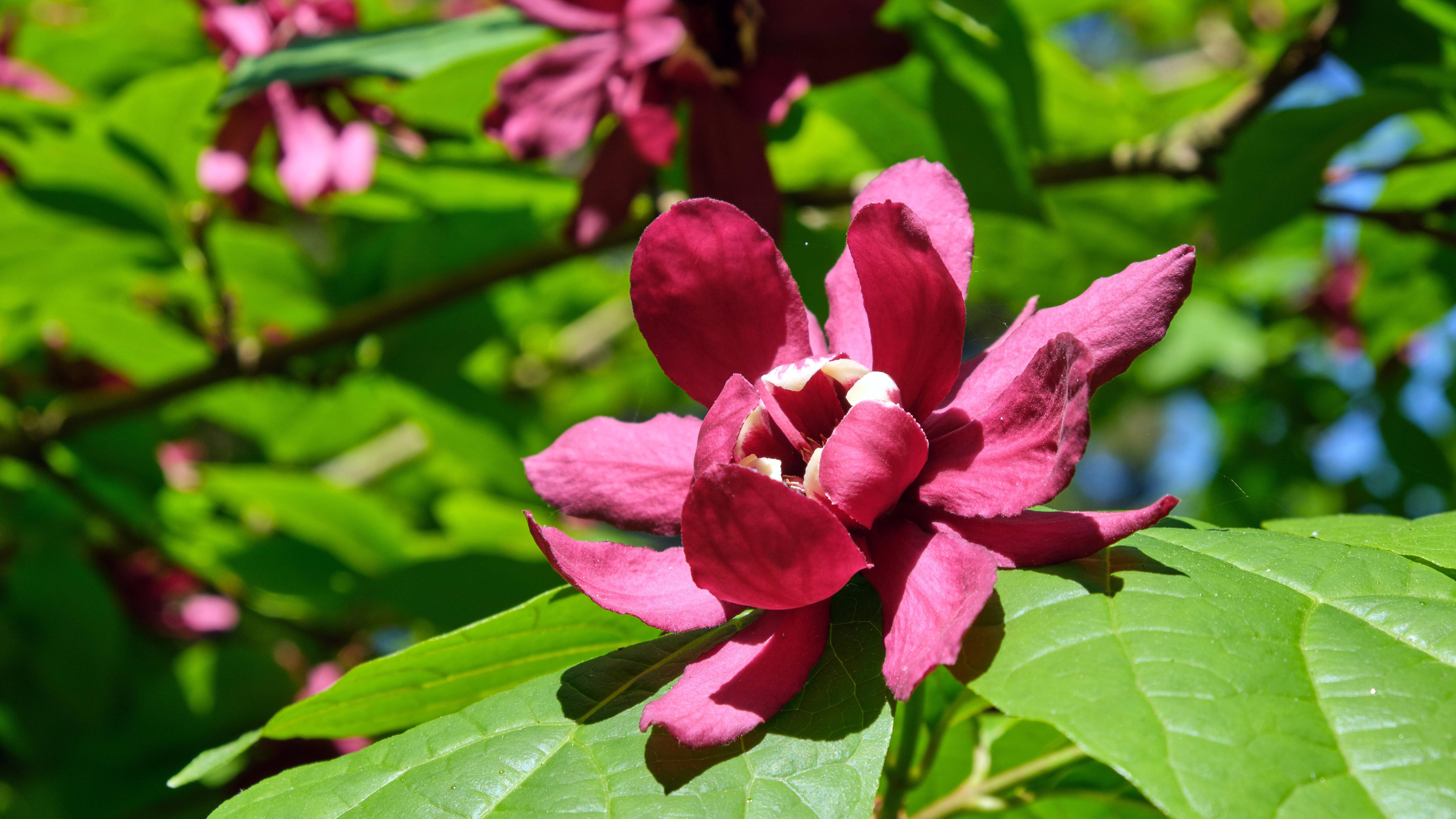 Außergewöhnliche Pflanzen: Diese Raritäten hat nicht jeder zuhause ...