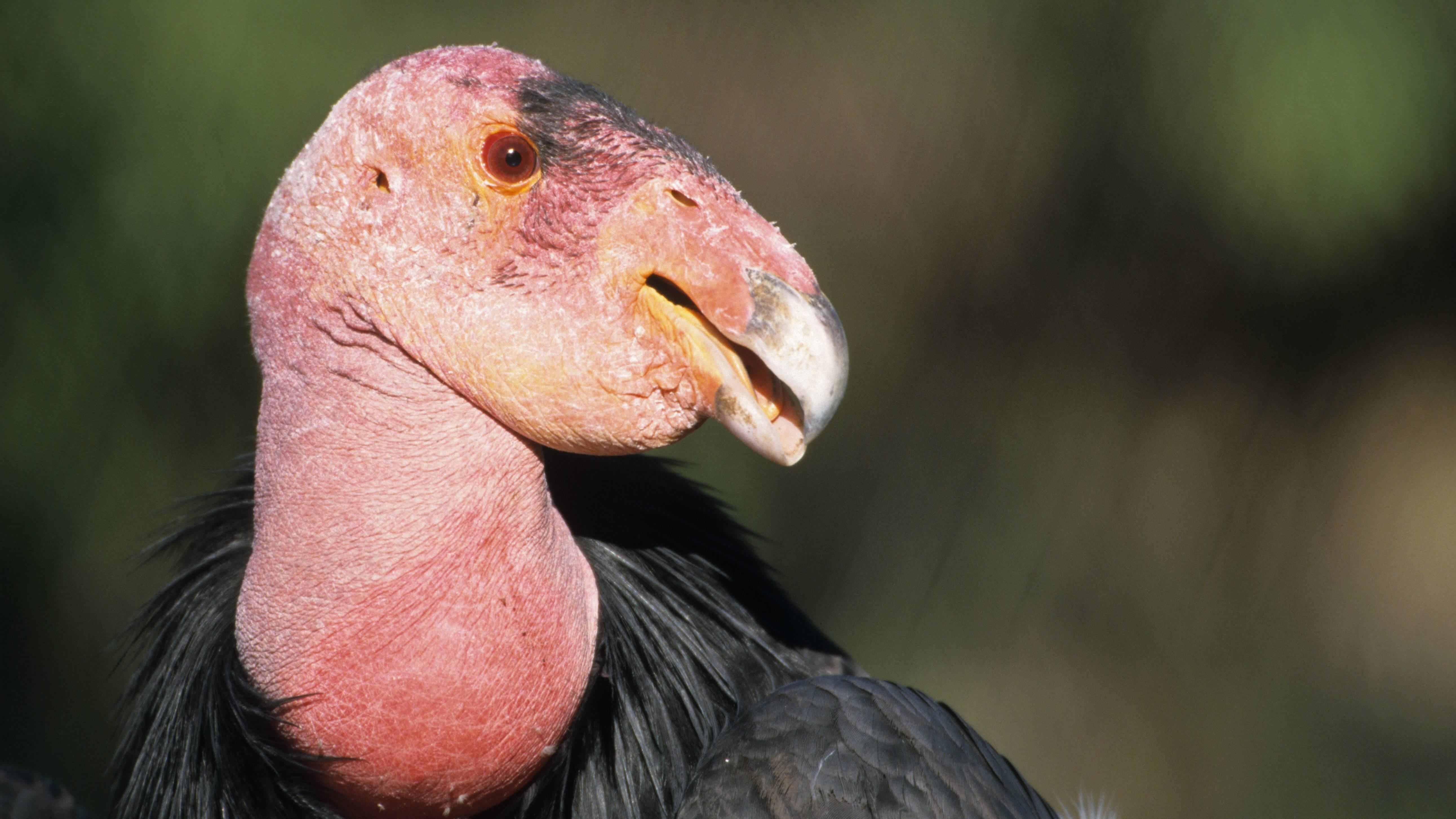 "Hässlichster" Vogel der Welt: Die 5 komischsten Vogelarten | FOCUS.de