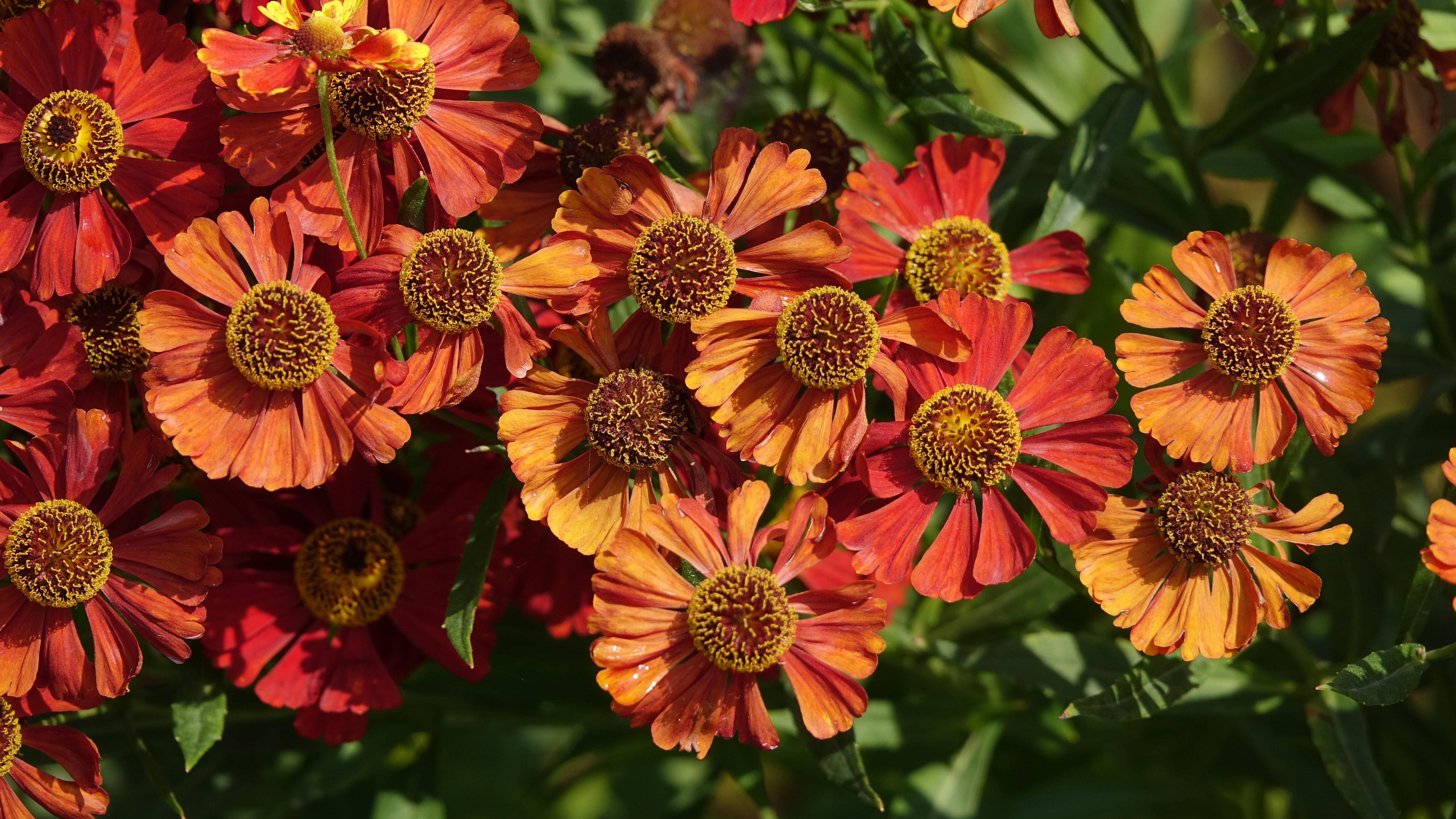Was blüht im August? Schöne Pflanzen im Überblick | FOCUS.de
