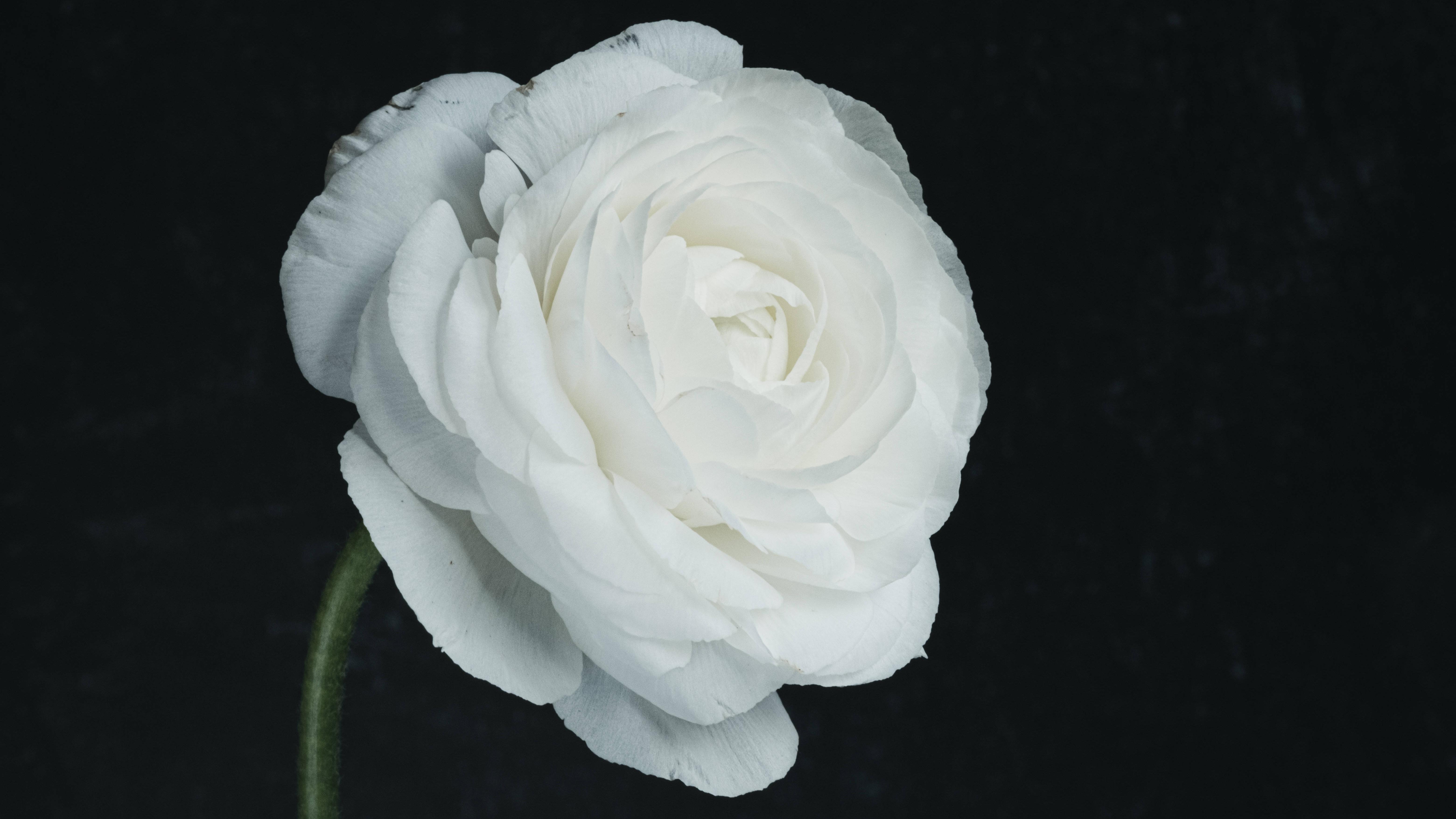 Frühlingsblumen in Weiß: Diese Pflanzen tragen im Frühjahr weiße Blüten ...