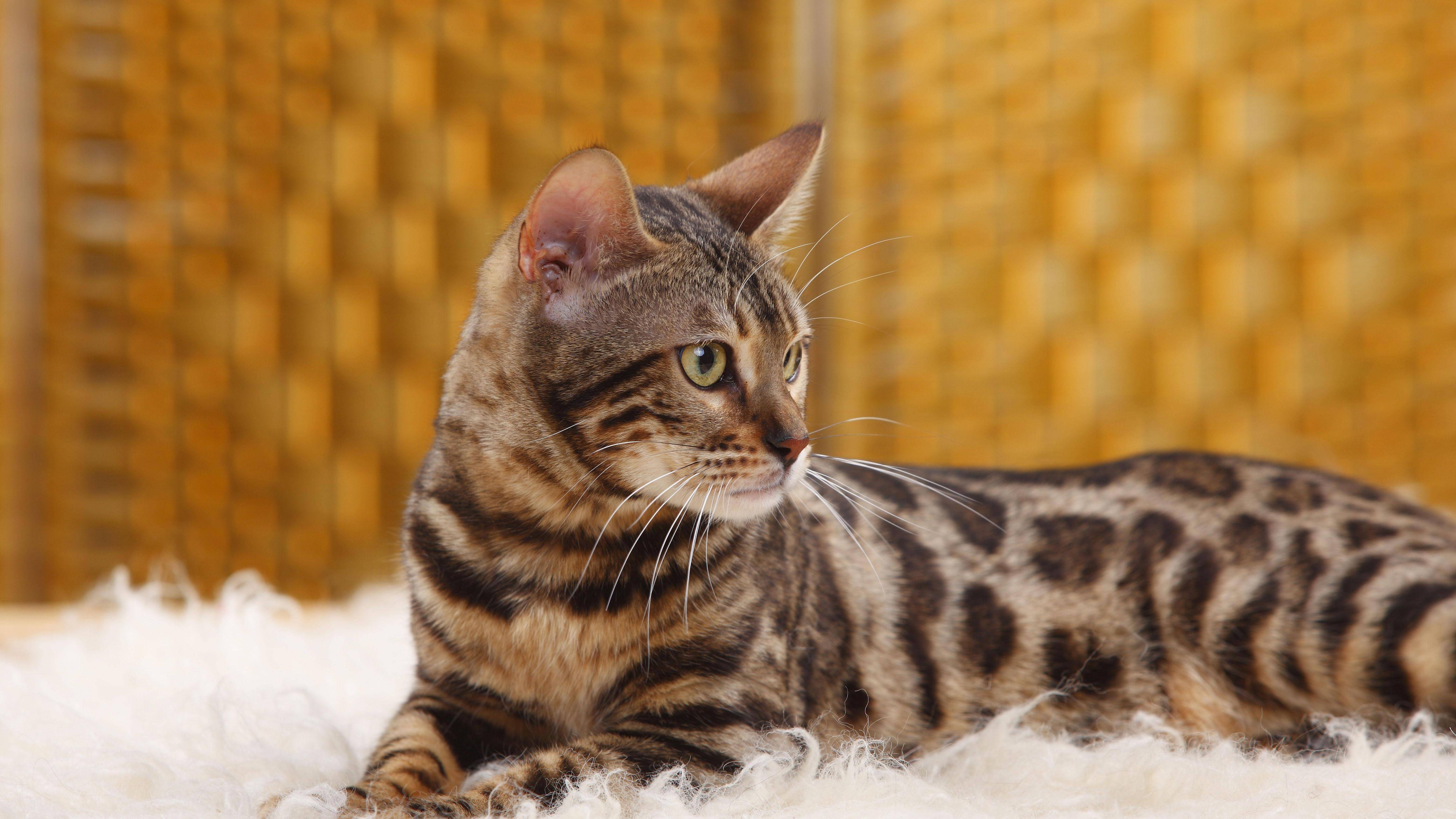 Chinesische Katzenrassen: 10 Rassen aus Asien im Überblick | FOCUS.de