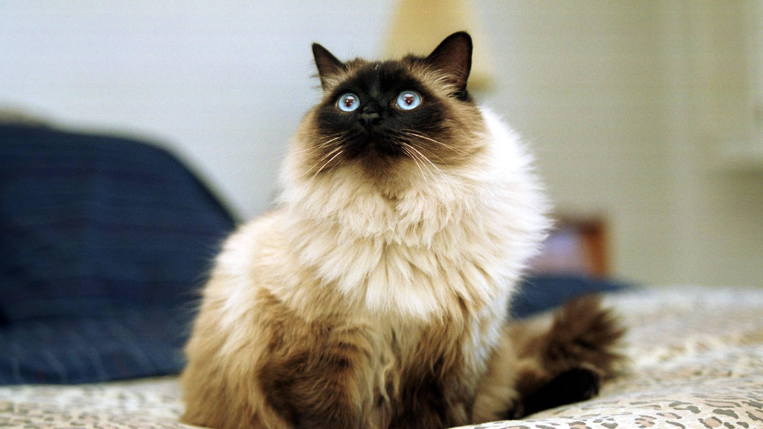 Chinesische Katzenrassen: 10 Rassen aus Asien im Überblick | FOCUS.de