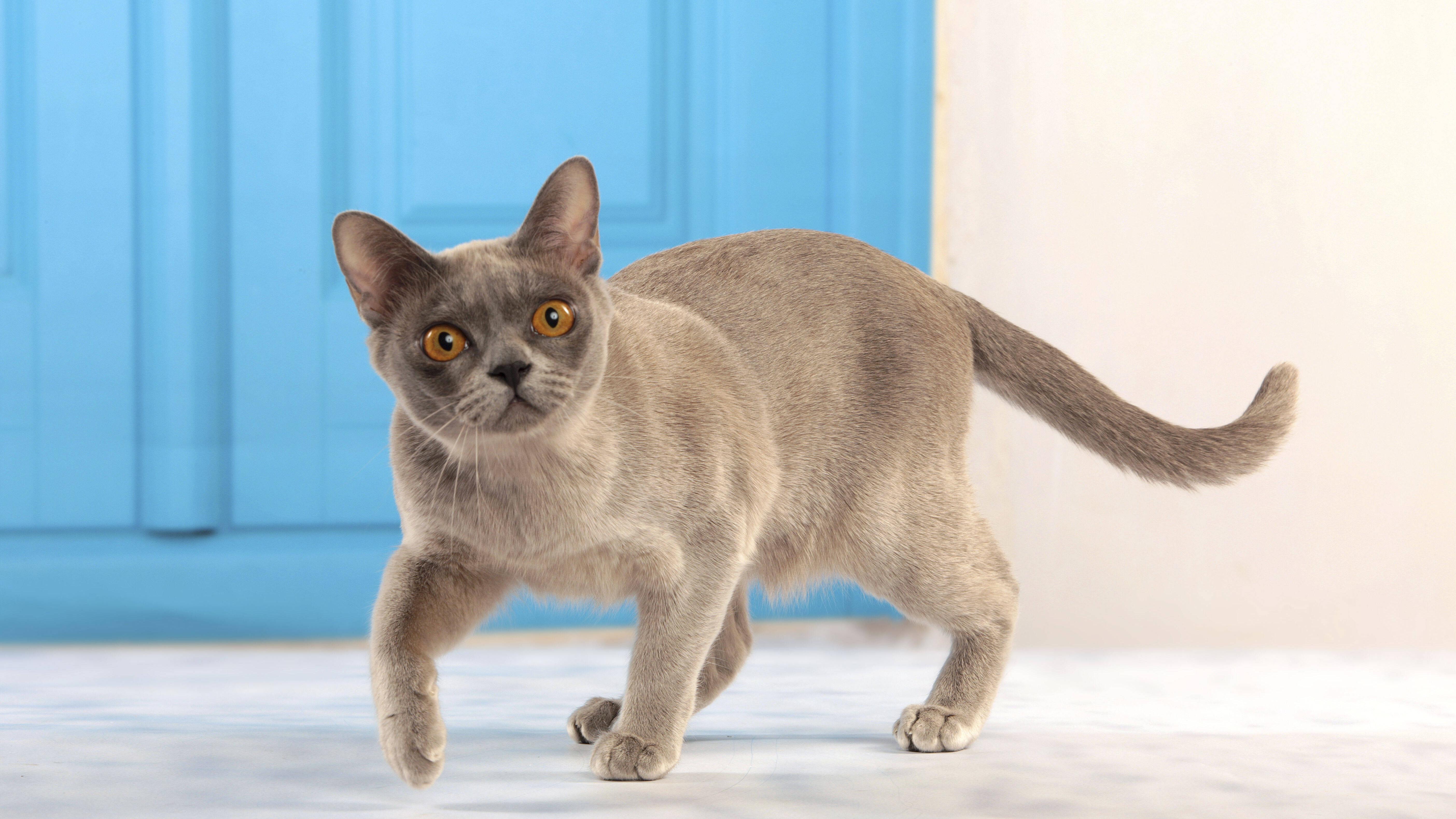 Chinesische Katzenrassen: 10 Rassen aus Asien im Überblick | FOCUS.de