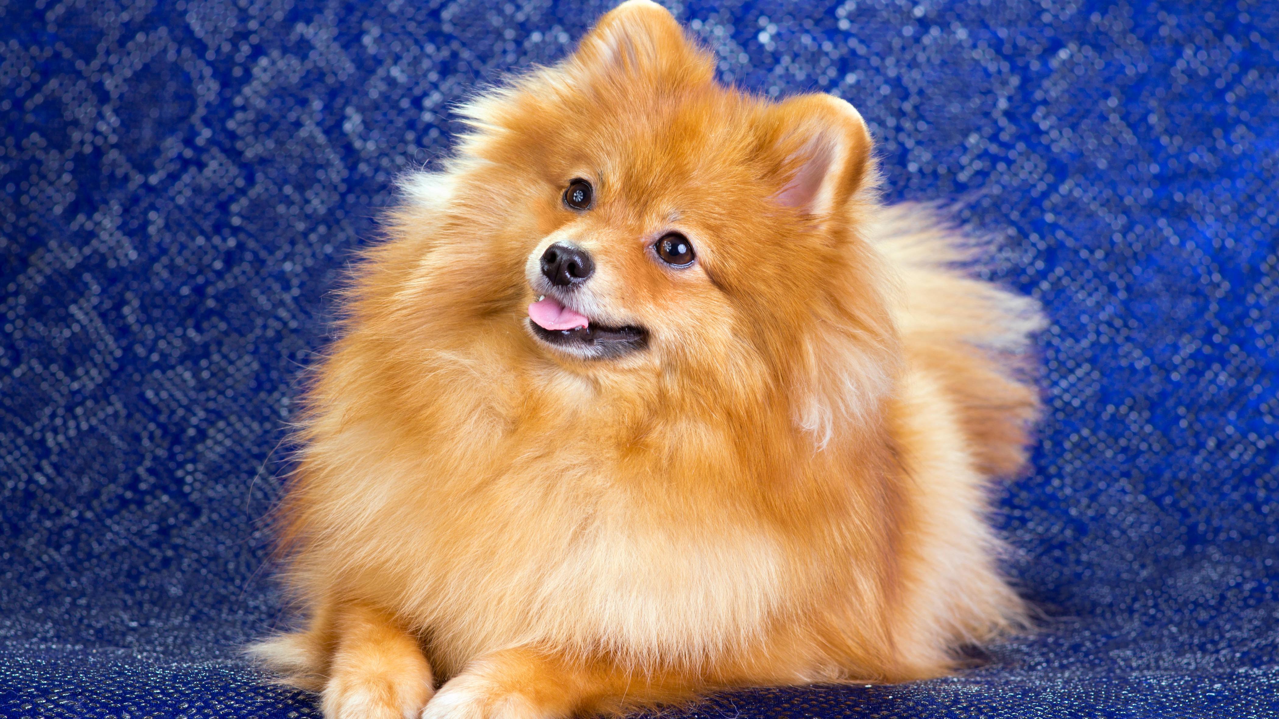 Modehunde: Diese gehören dazu | FOCUS.de