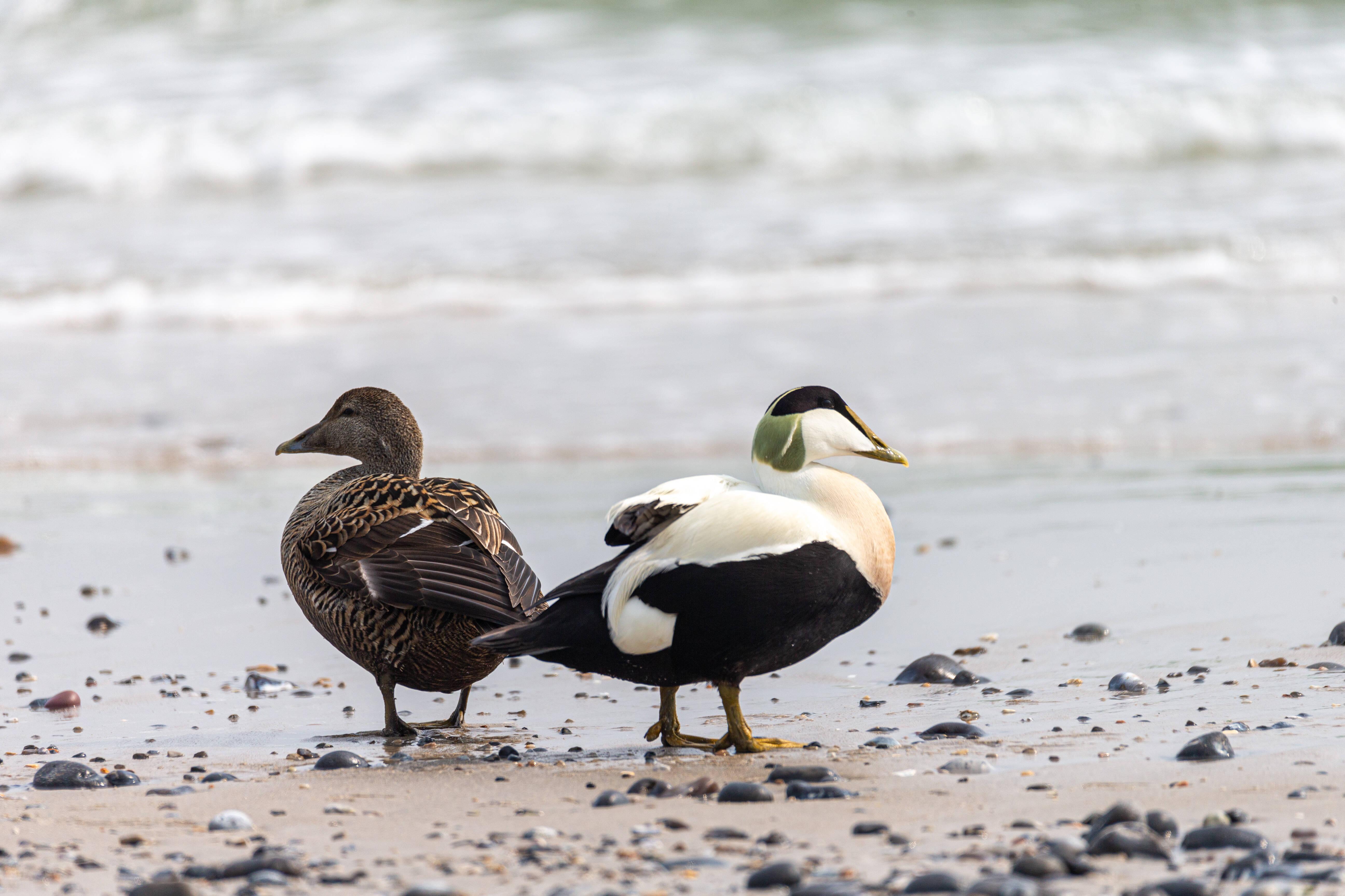 Einheimische Enten: Die bekanntesten Arten in Deutschland | FOCUS.de