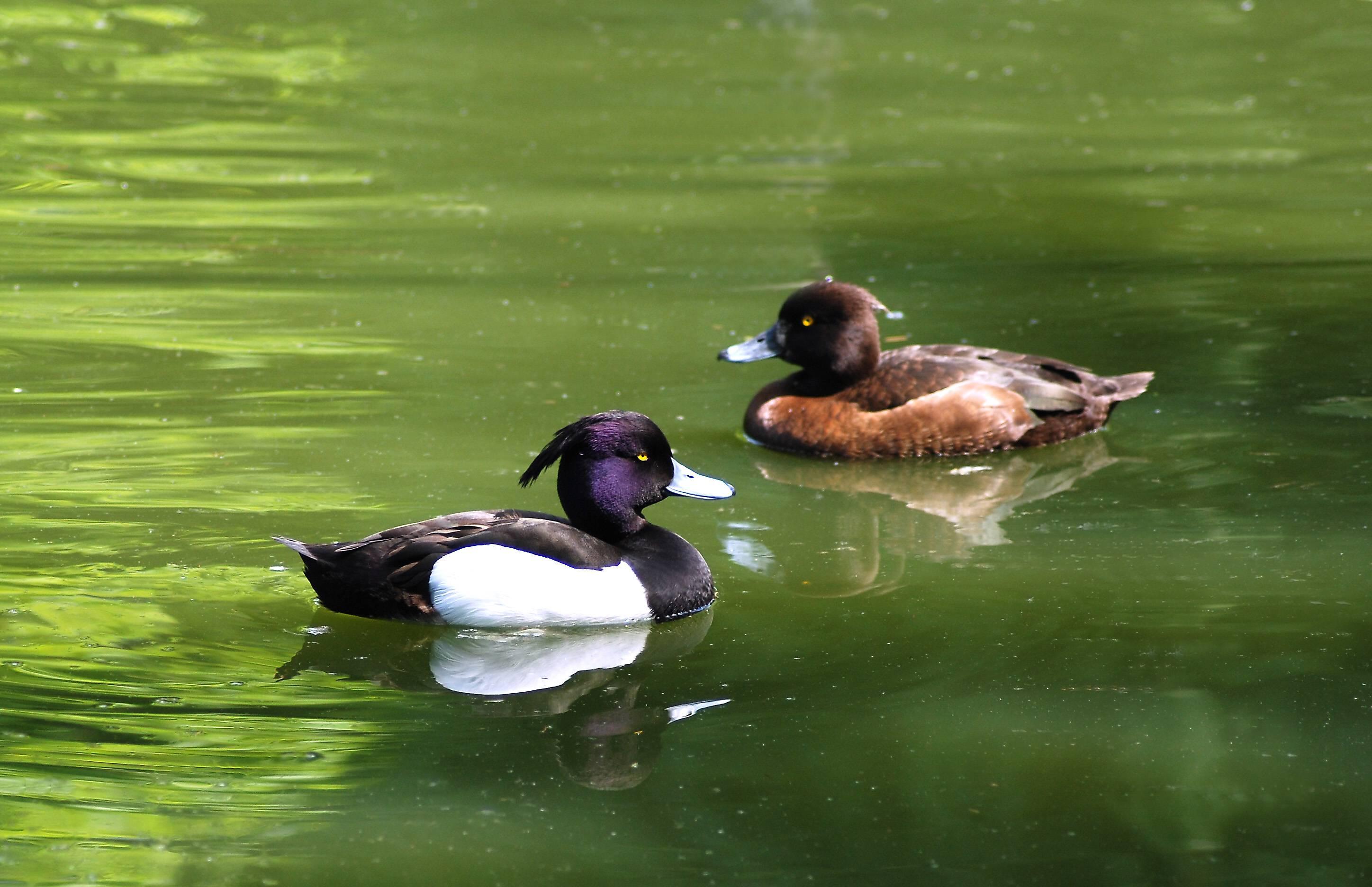 Einheimische Enten: Die bekanntesten Arten in Deutschland | FOCUS.de