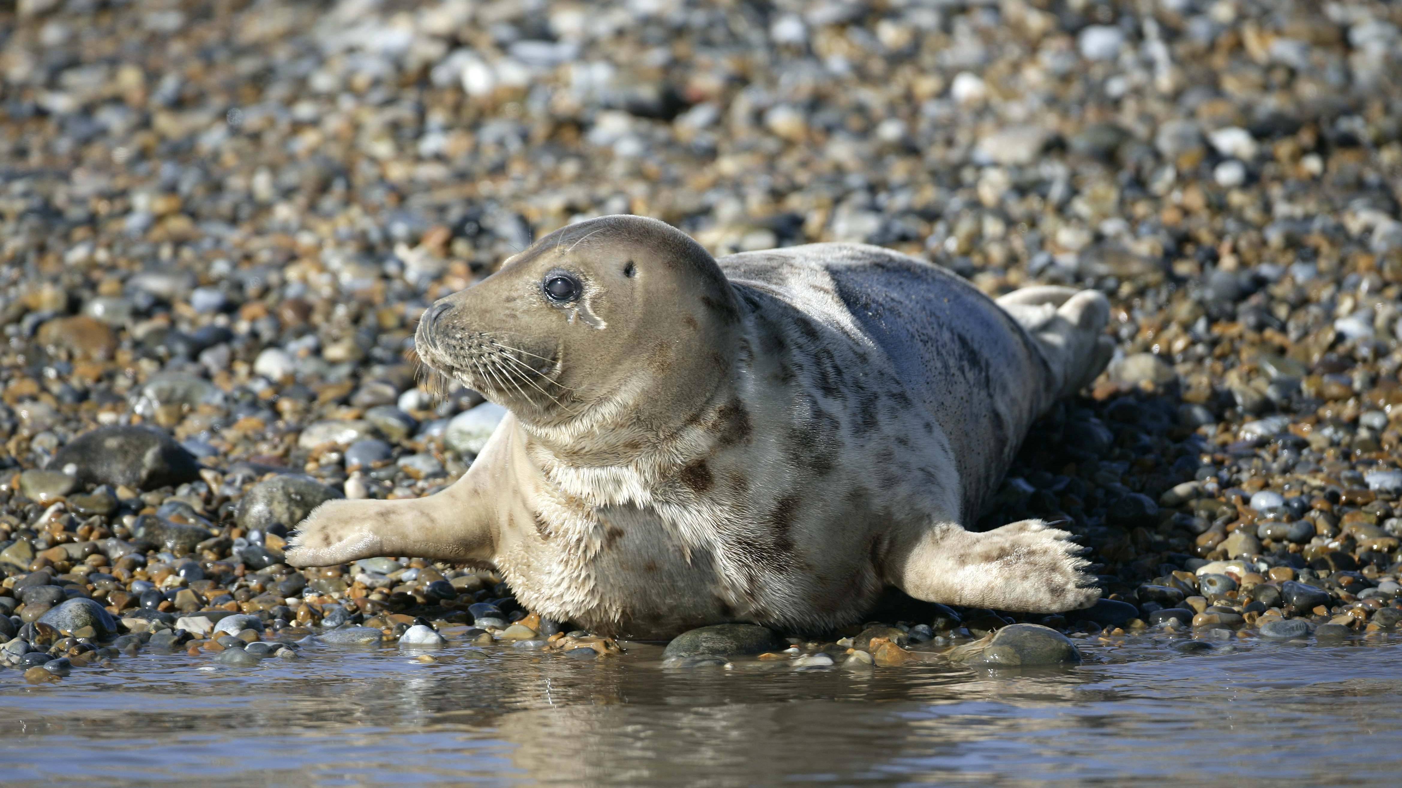 Seehund und Seelöwe: Das ist der Unterschied | FOCUS.de