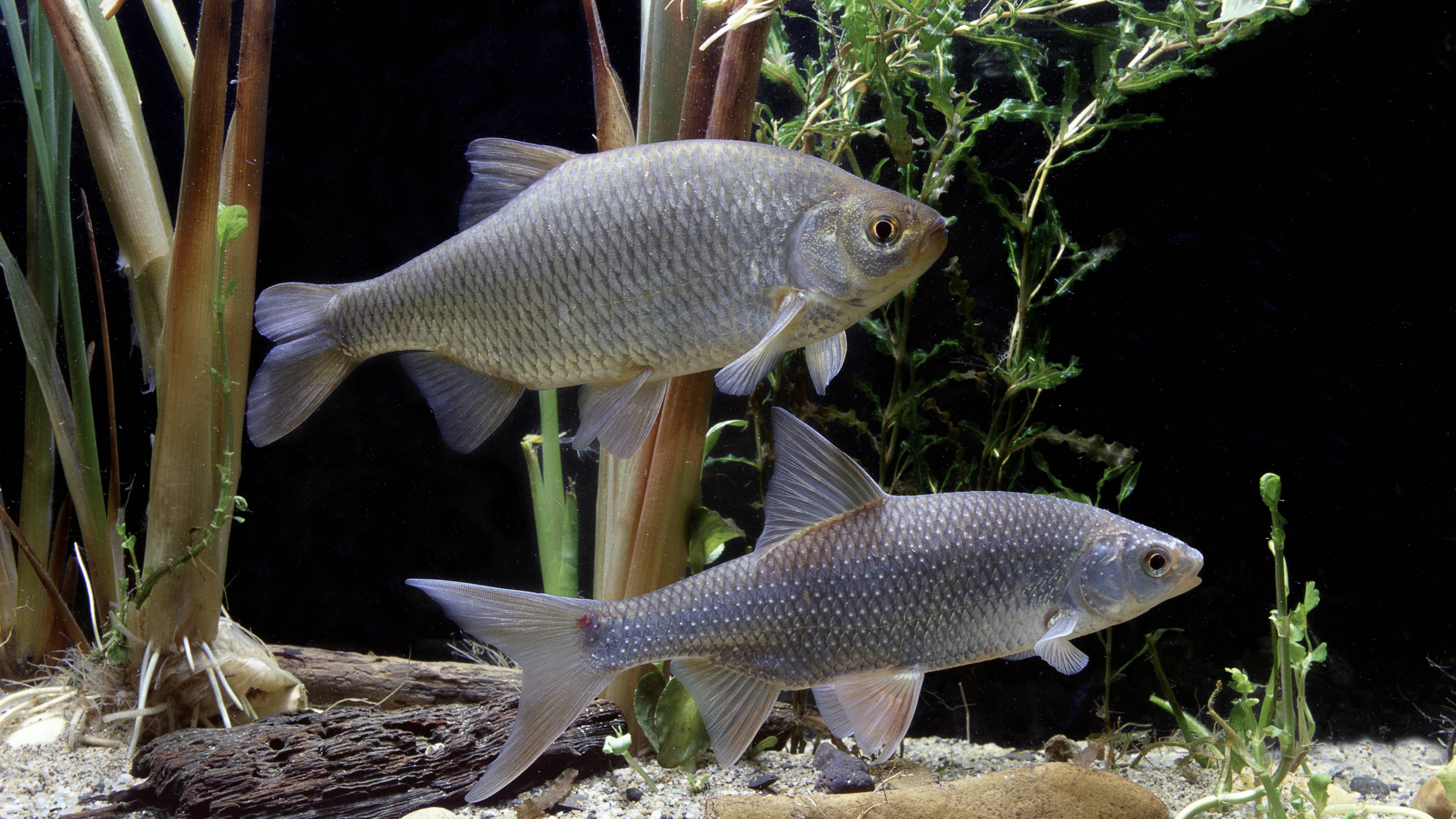 Rotfeder oder Rotauge: Unterschied erkennen | FOCUS.de